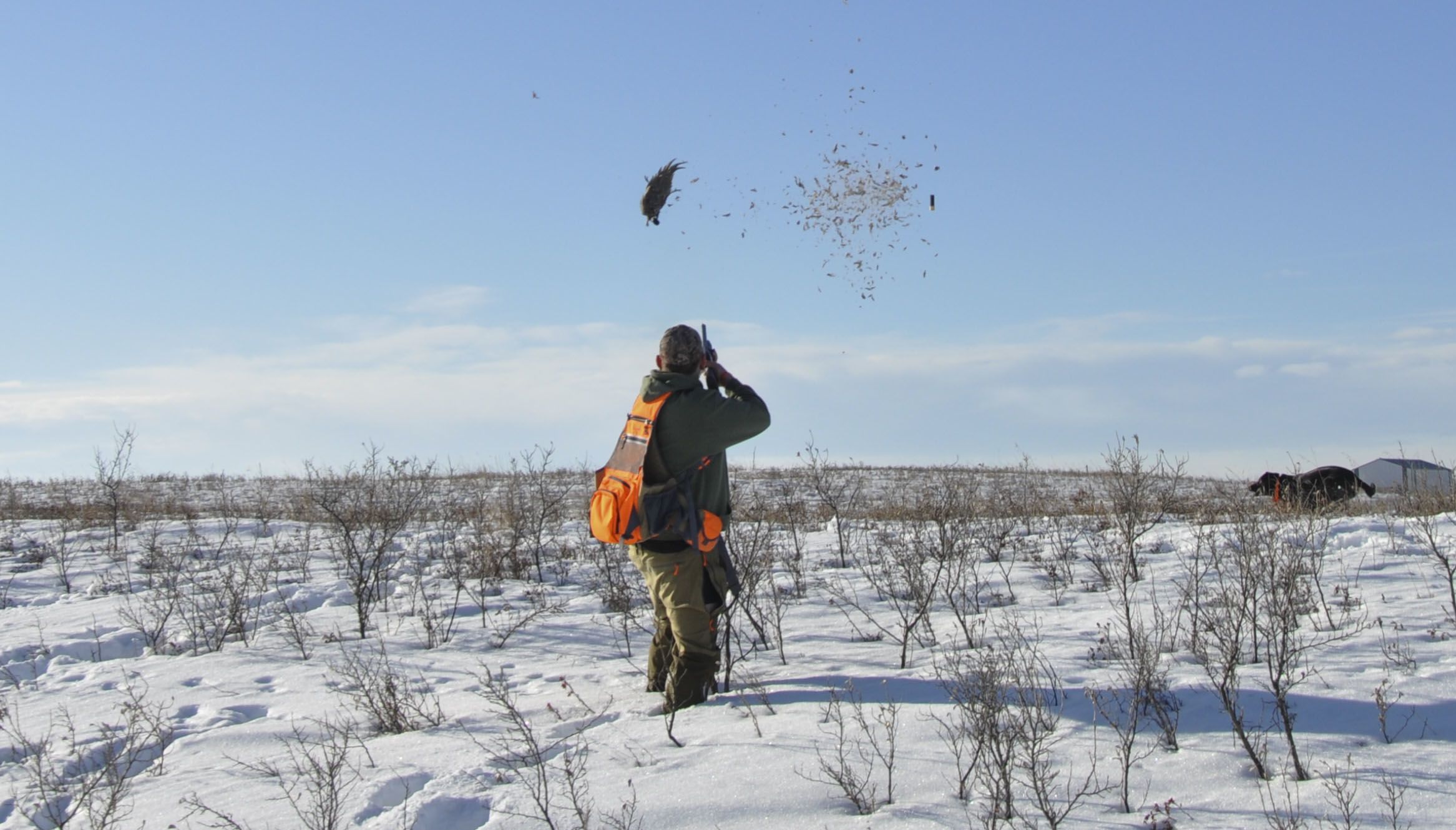 Alberta spike in Pheasant Hunting